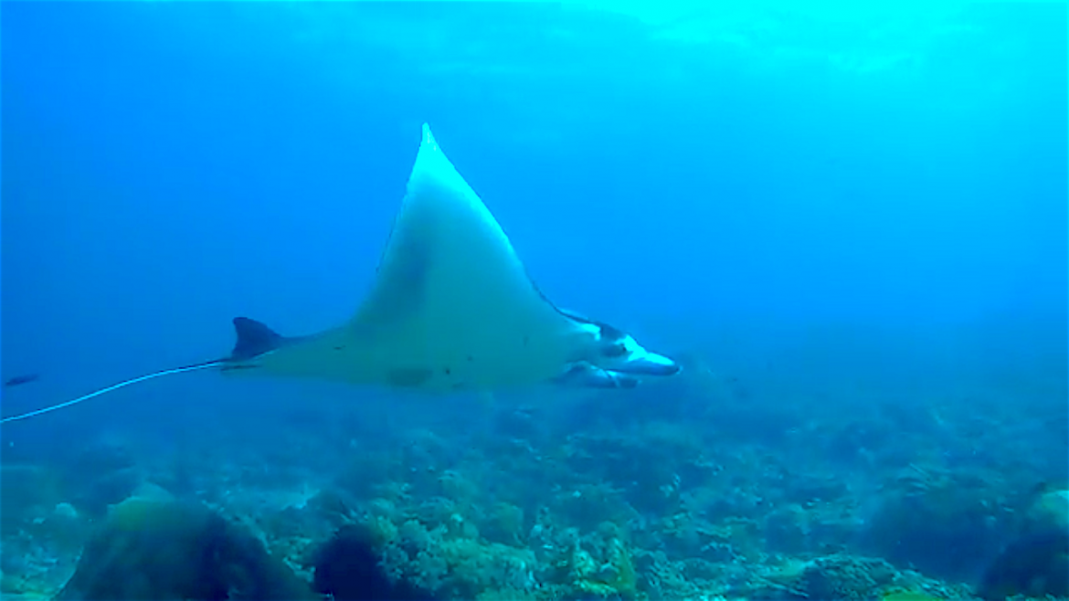 Diving with Manta Rays in Komodo National Park - Nila Tanzil